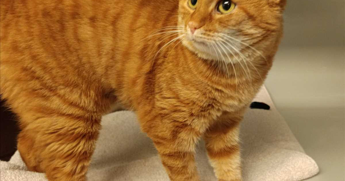 FLUFFEL | Tierschutzverein München