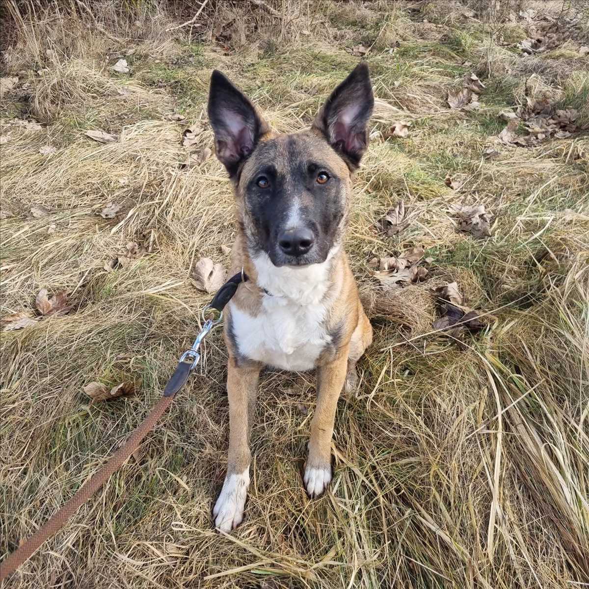 Hunde aus dem Tierheim München suchen ein neues Zuhause ...