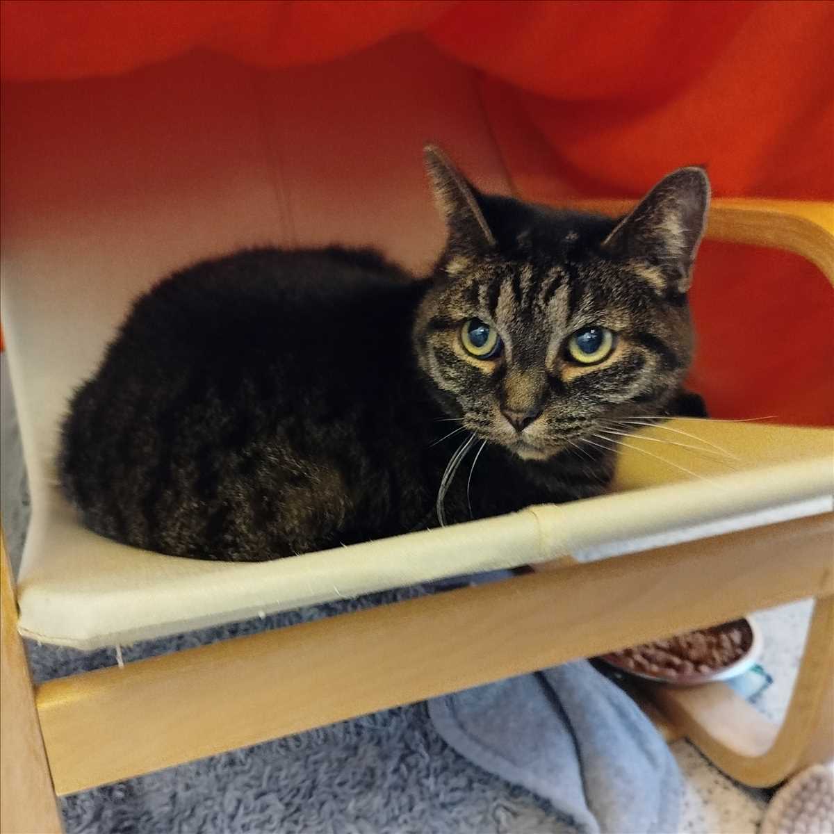 Katzen aus dem Tierheim München suchen ein neues Zuhause ...