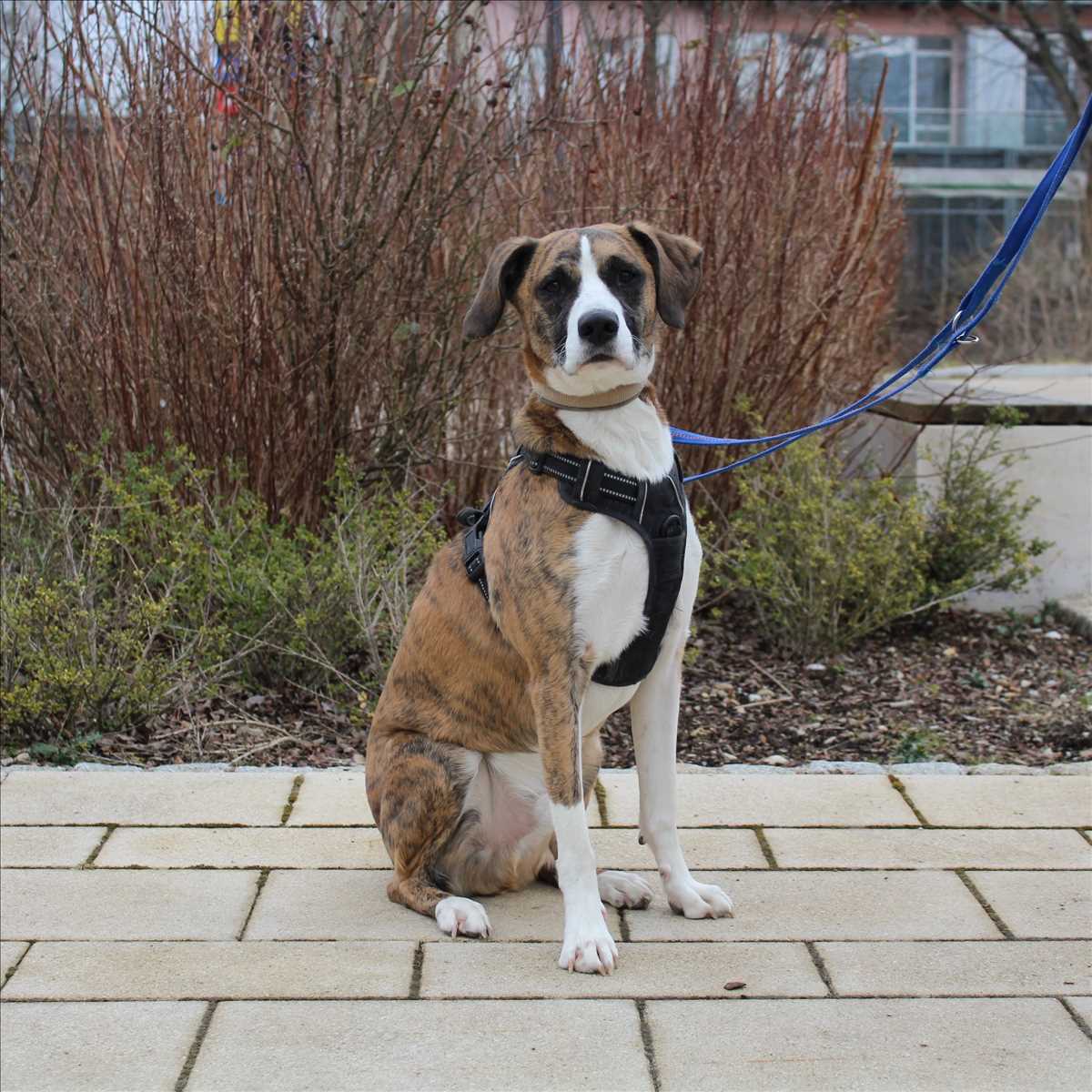 Hunde aus dem Tierheim München suchen ein neues Zuhause ...