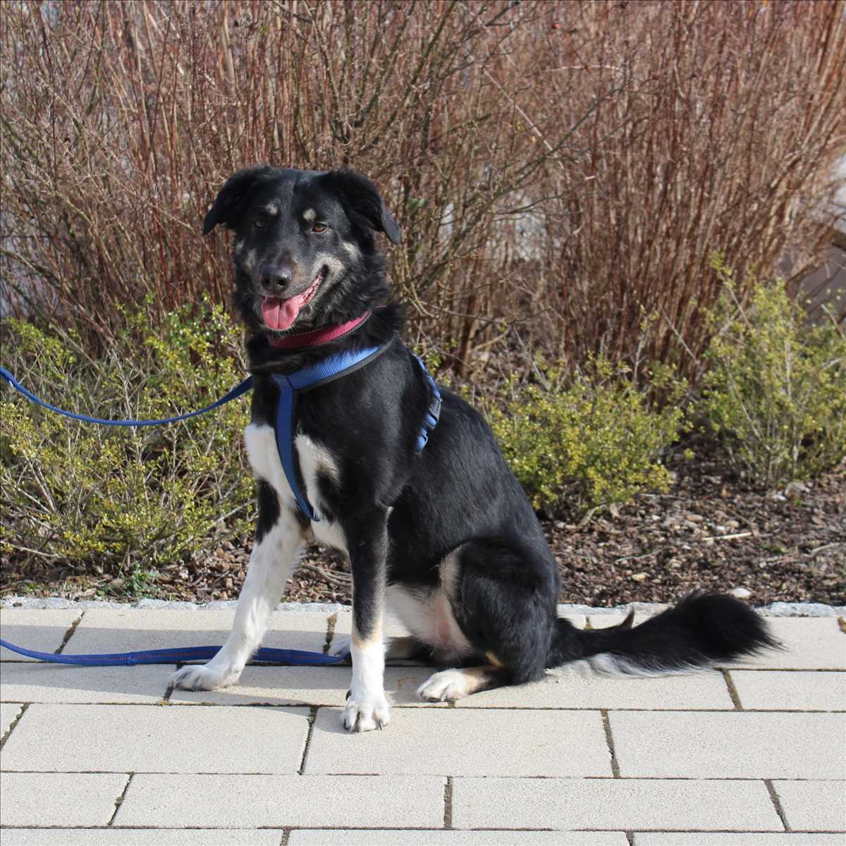 Hunde aus dem Tierheim München suchen ein neues Zuhause ...